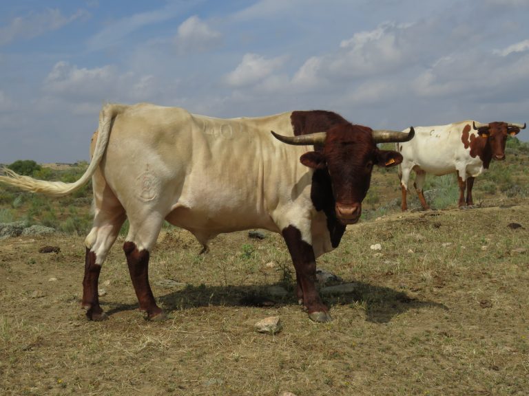 La raza – Berrendo Extremadura